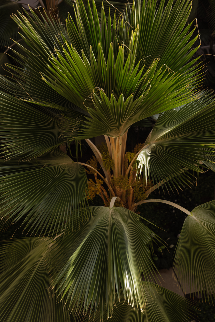 Holoholo Baba (Womens) – Sabah